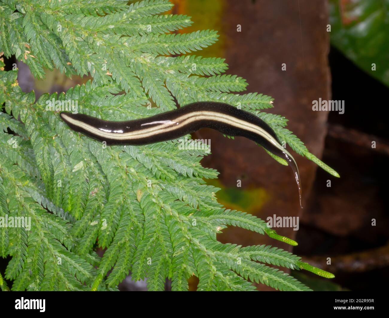 Ecuador amazon rainforest jungle giant terrestrial land planarian ...