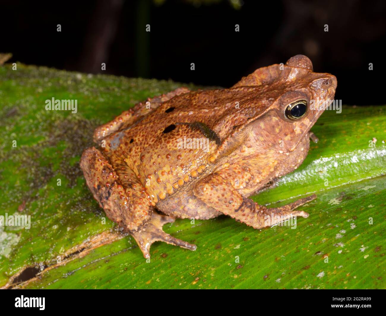 Crested Forest Toad (Rhinella margaritifera), Morona Santiago province ...
