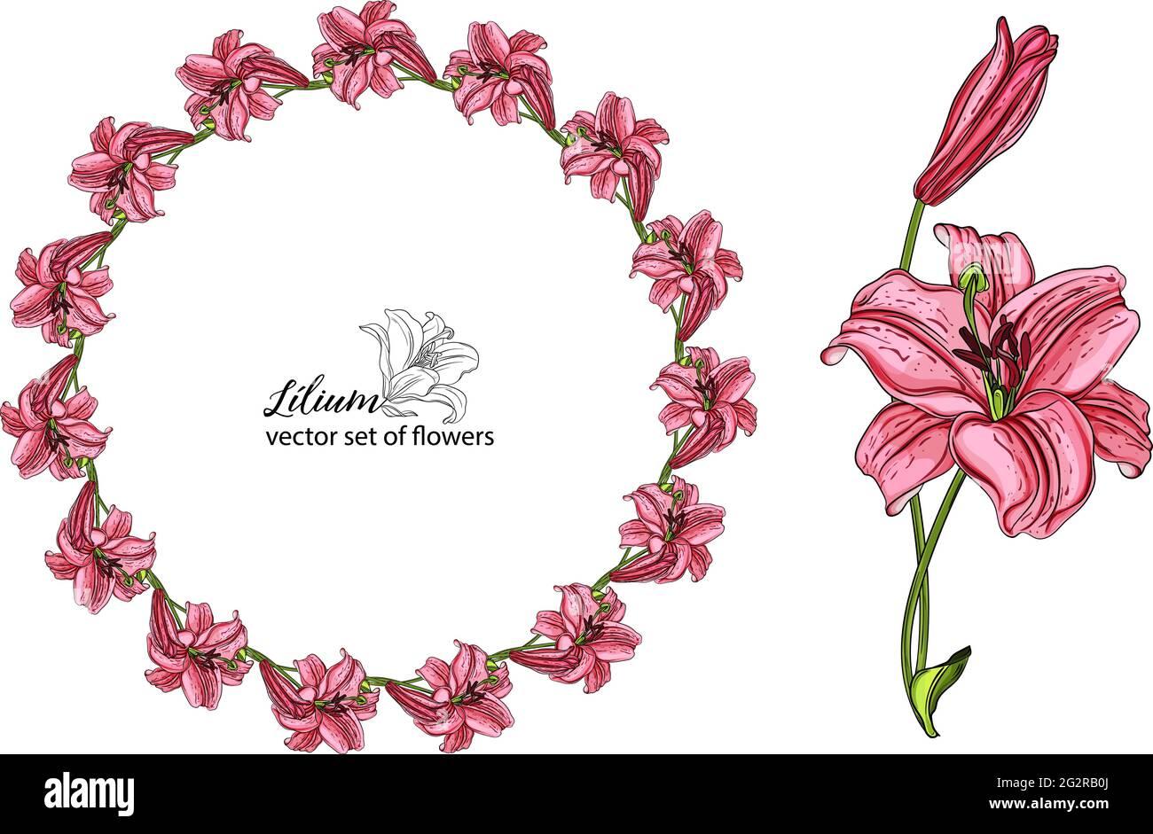 vector set. bright beautiful lily flowers. Lily. Flower arrangements ...
