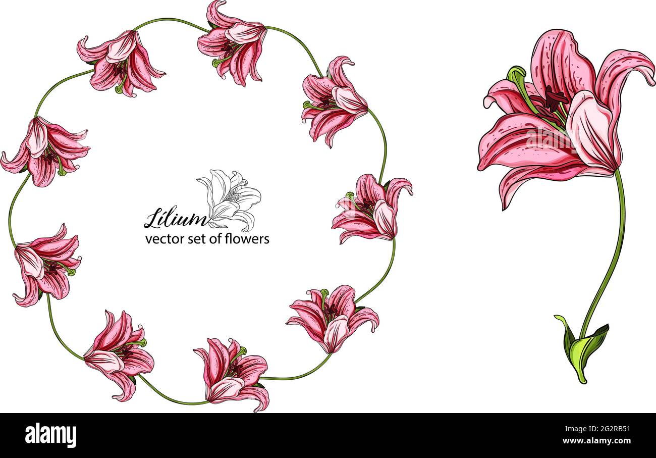 vector set. bright beautiful lily flowers. Lily. Flower arrangements ...