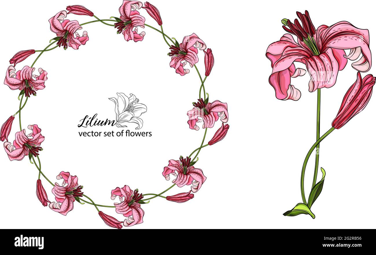 vector set. bright beautiful lily flowers. Lily. Flower arrangements ...