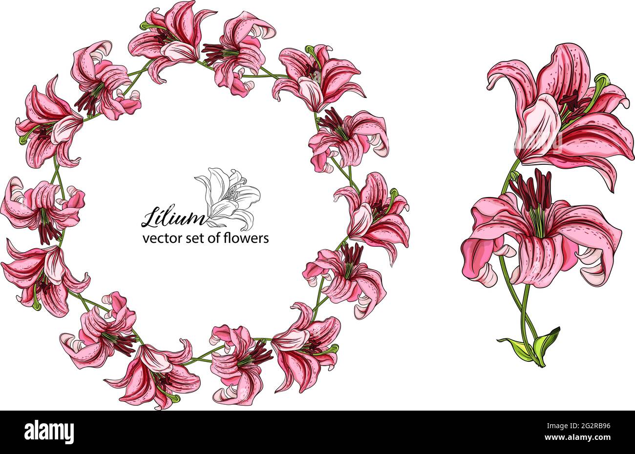 vector set. bright beautiful lily flowers. Lily. Flower arrangements ...