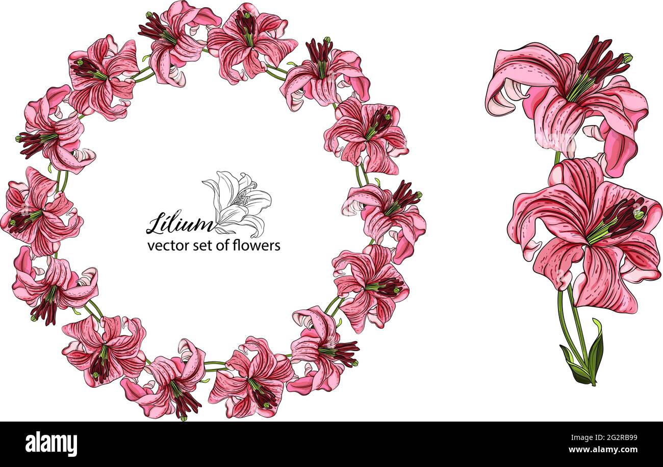 vector set. bright beautiful lily flowers. Lily. Flower arrangements ...