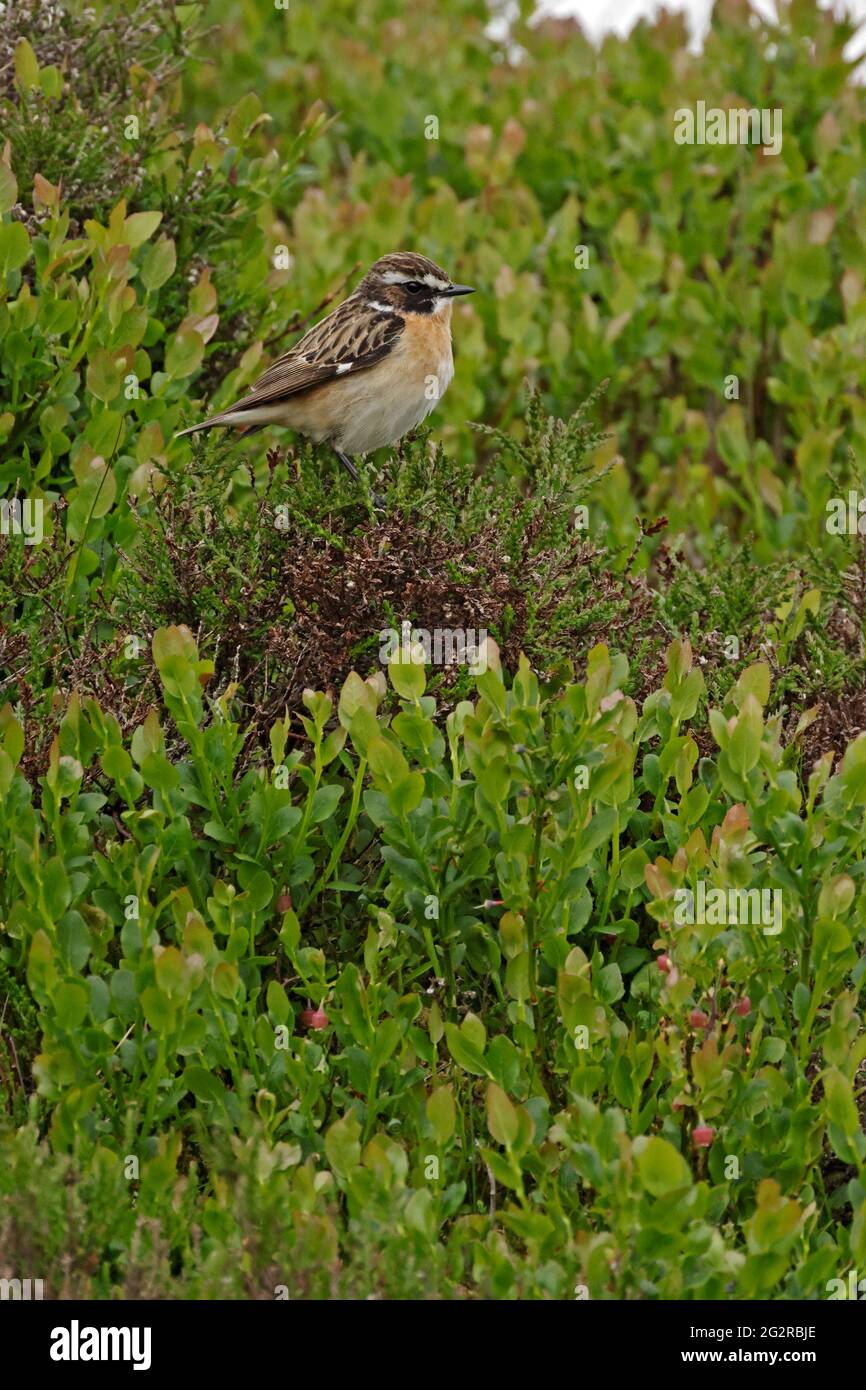 Male whinchat hi-res stock photography and images - Alamy