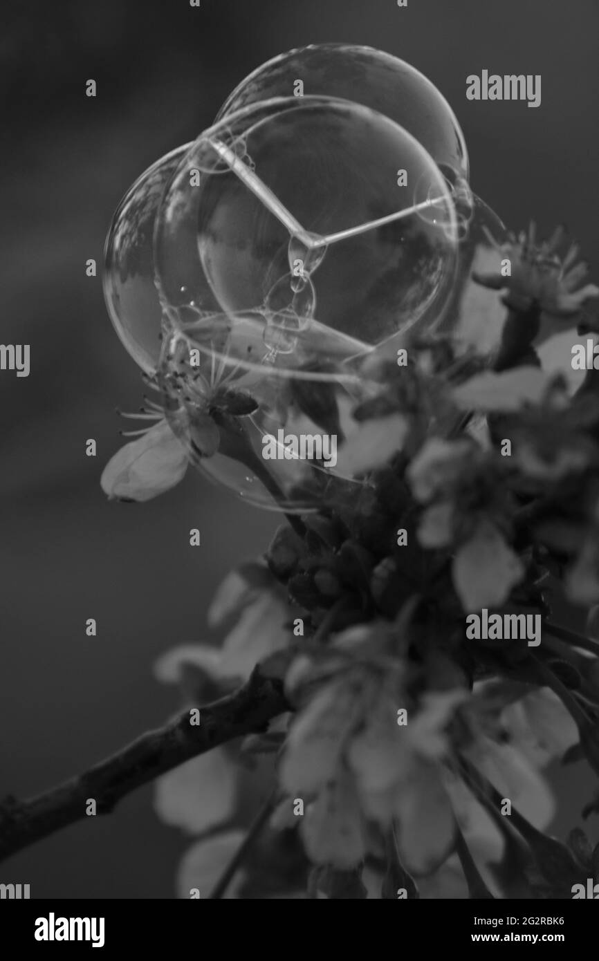 Grayscale of soap bubbles on blossoms Stock Photo - Alamy