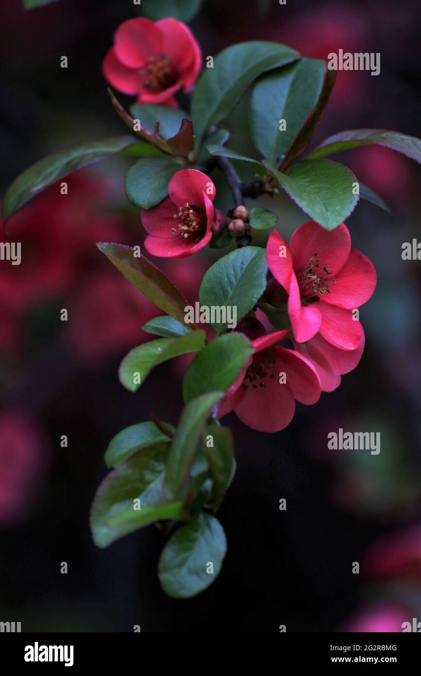 Beautiful blossoms of flowering quince (Chaenomeles japonica Stock ...