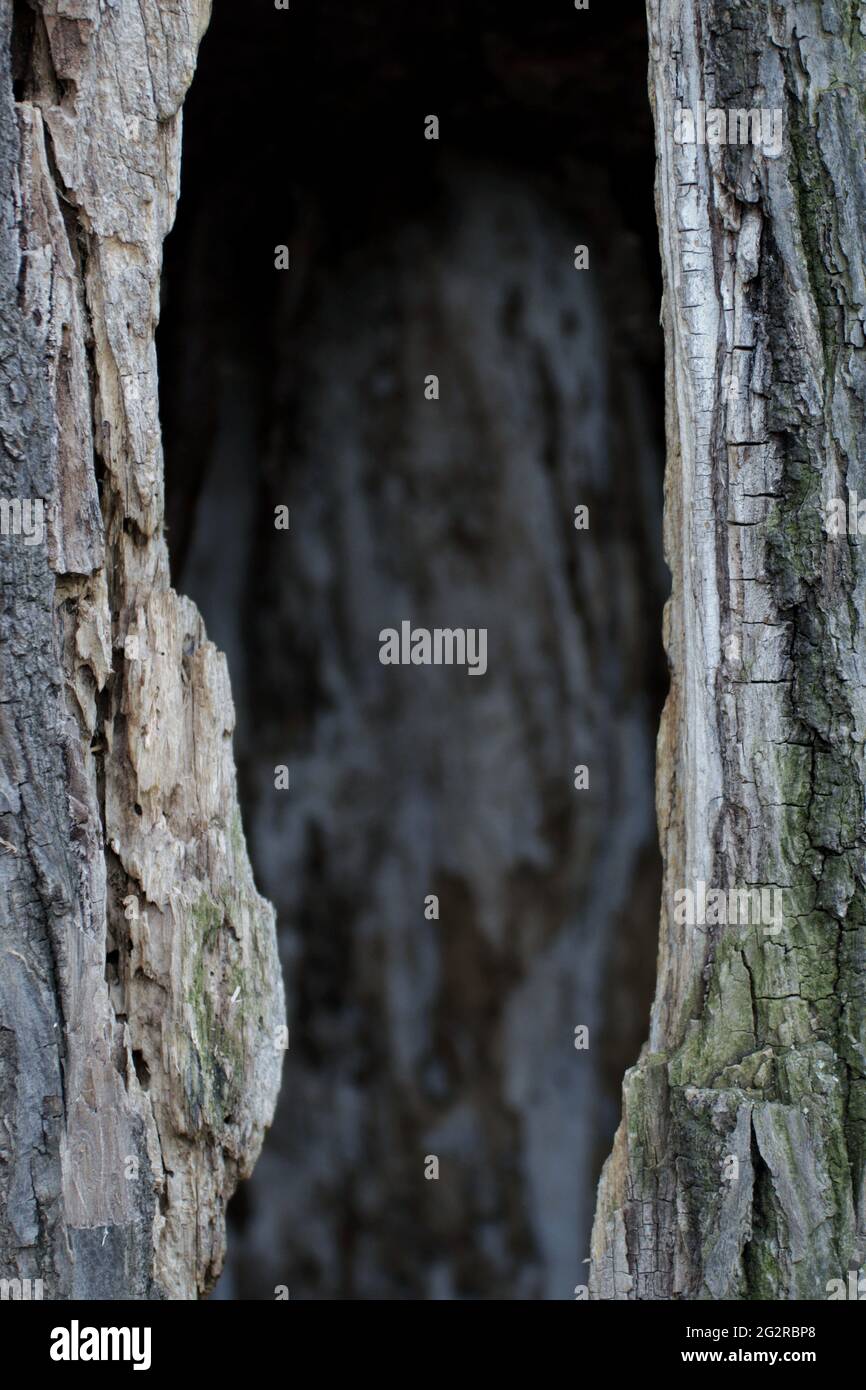 Inside of a tree hollow Stock Photo - Alamy