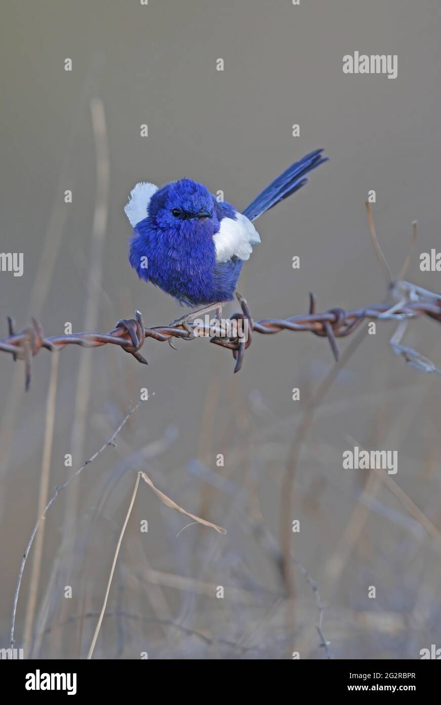 White-winged Fairy-wren (Malurus leucopterus leucopterus) adult male ...