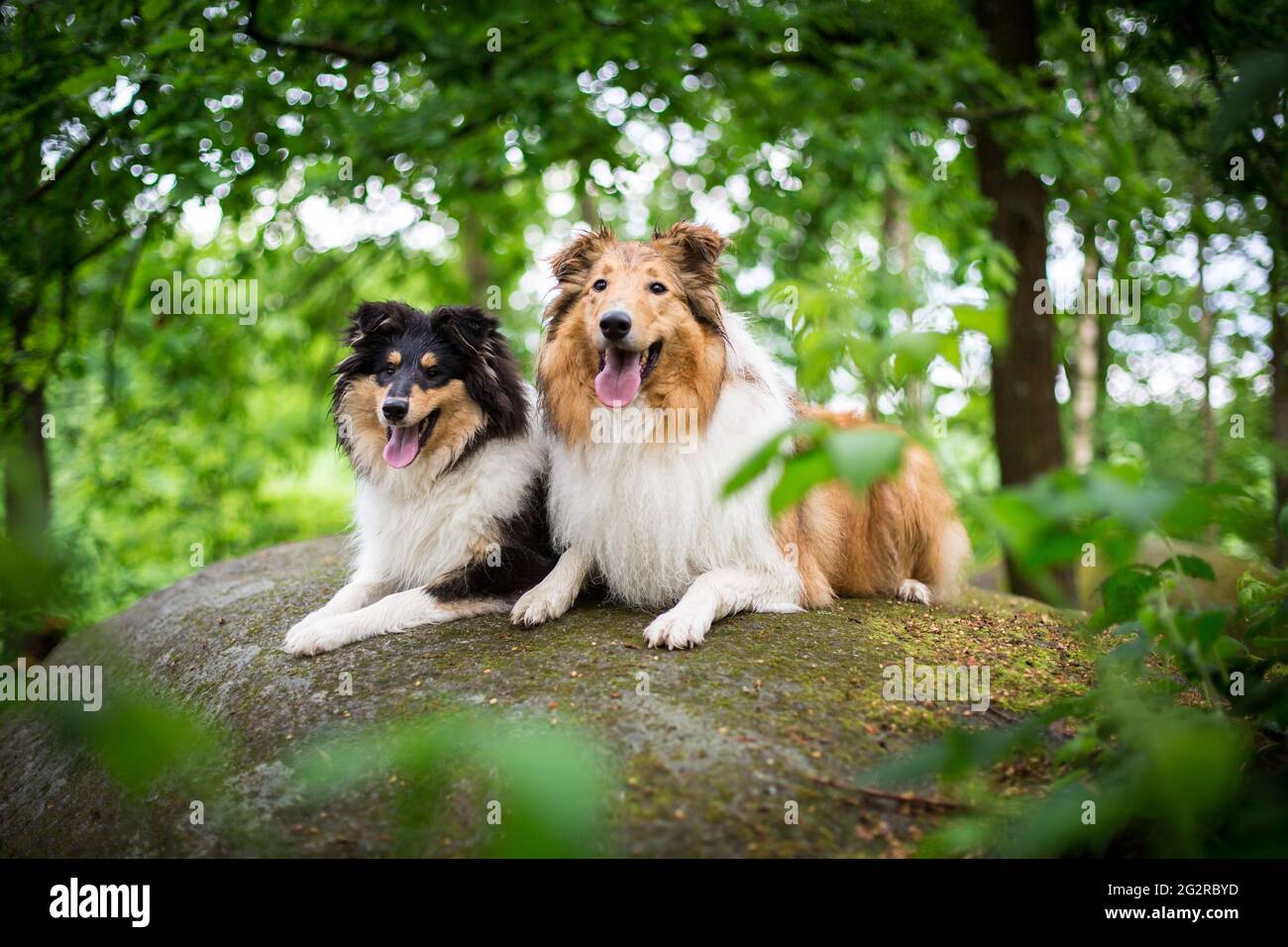 Two dogs, an American Collie (sable) and a british Collie puppy ...