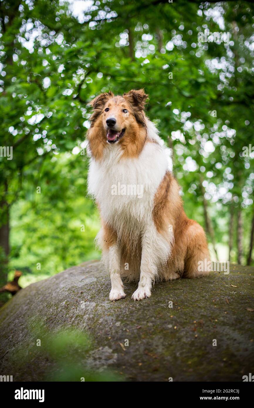 Dog breed america hi-res stock photography and images - Alamy