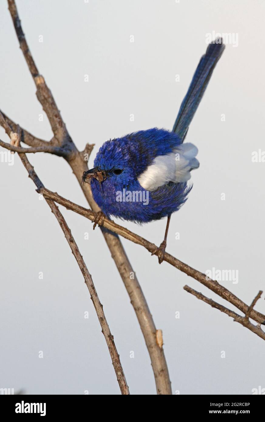 White-winged Fairy-wren (Malurus leucopterus leucopterus) adult male ...