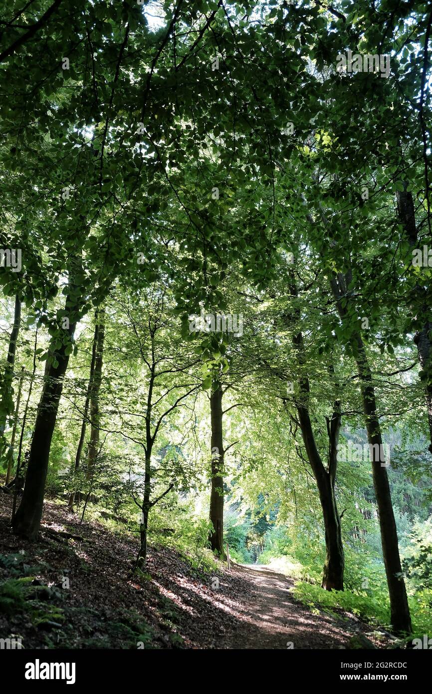 Vertical shot of tall-growing trees in the forest under the sunlight ...