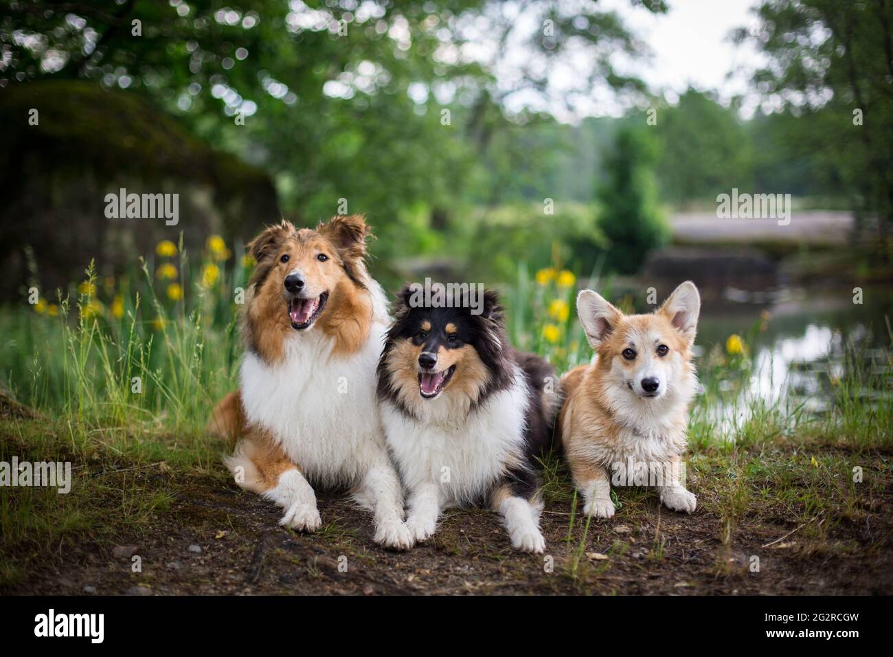 American Collie High Resolution Stock Photography and Images - Alamy