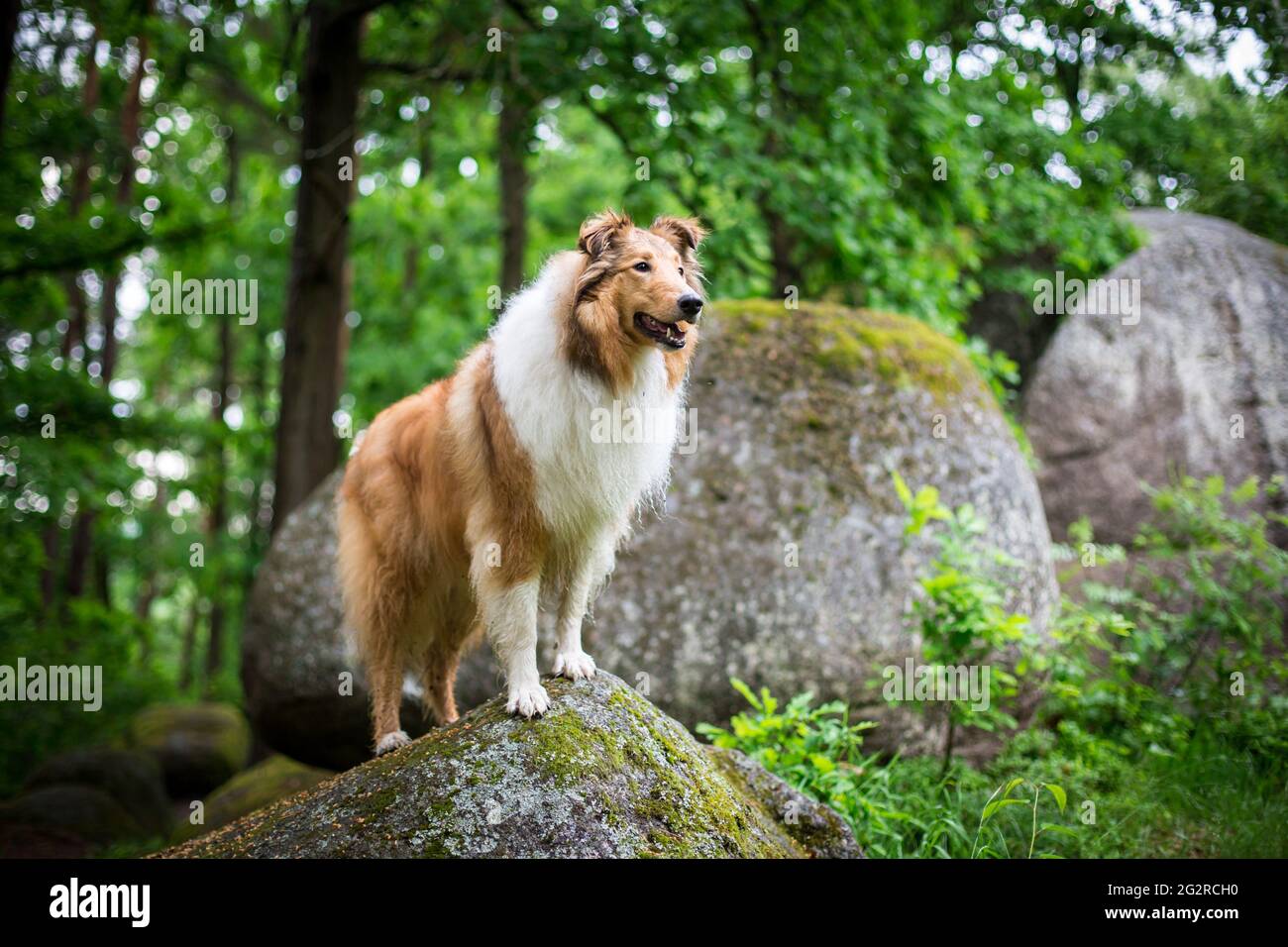American collie standing hi-res stock photography and images - Alamy