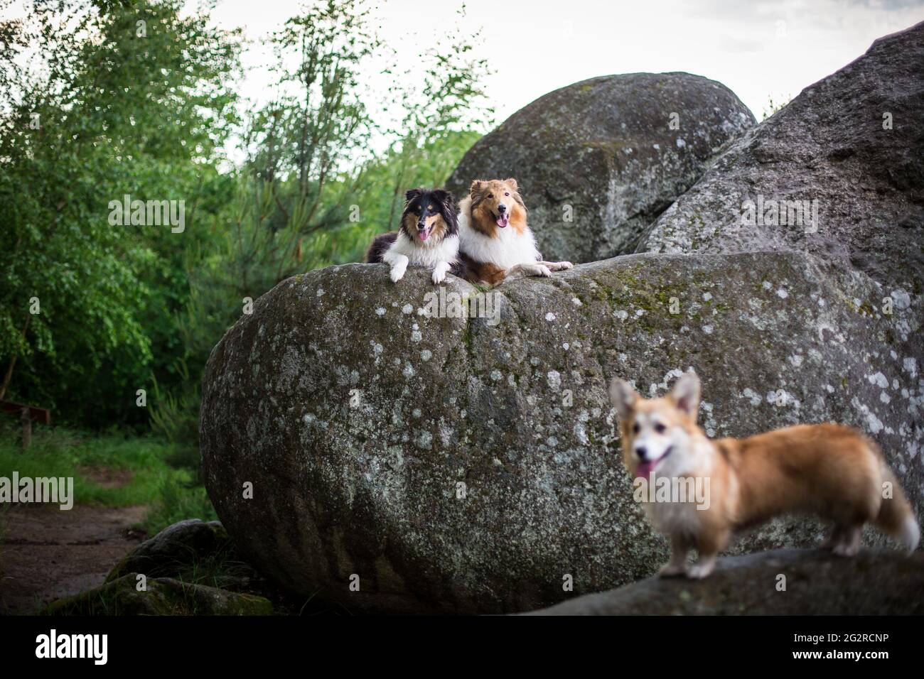 Three dogs, American Collie (sable), british Collie puppy (tricolor ...