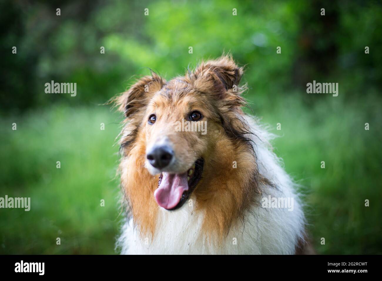 Dog breed america hi-res stock photography and images - Alamy