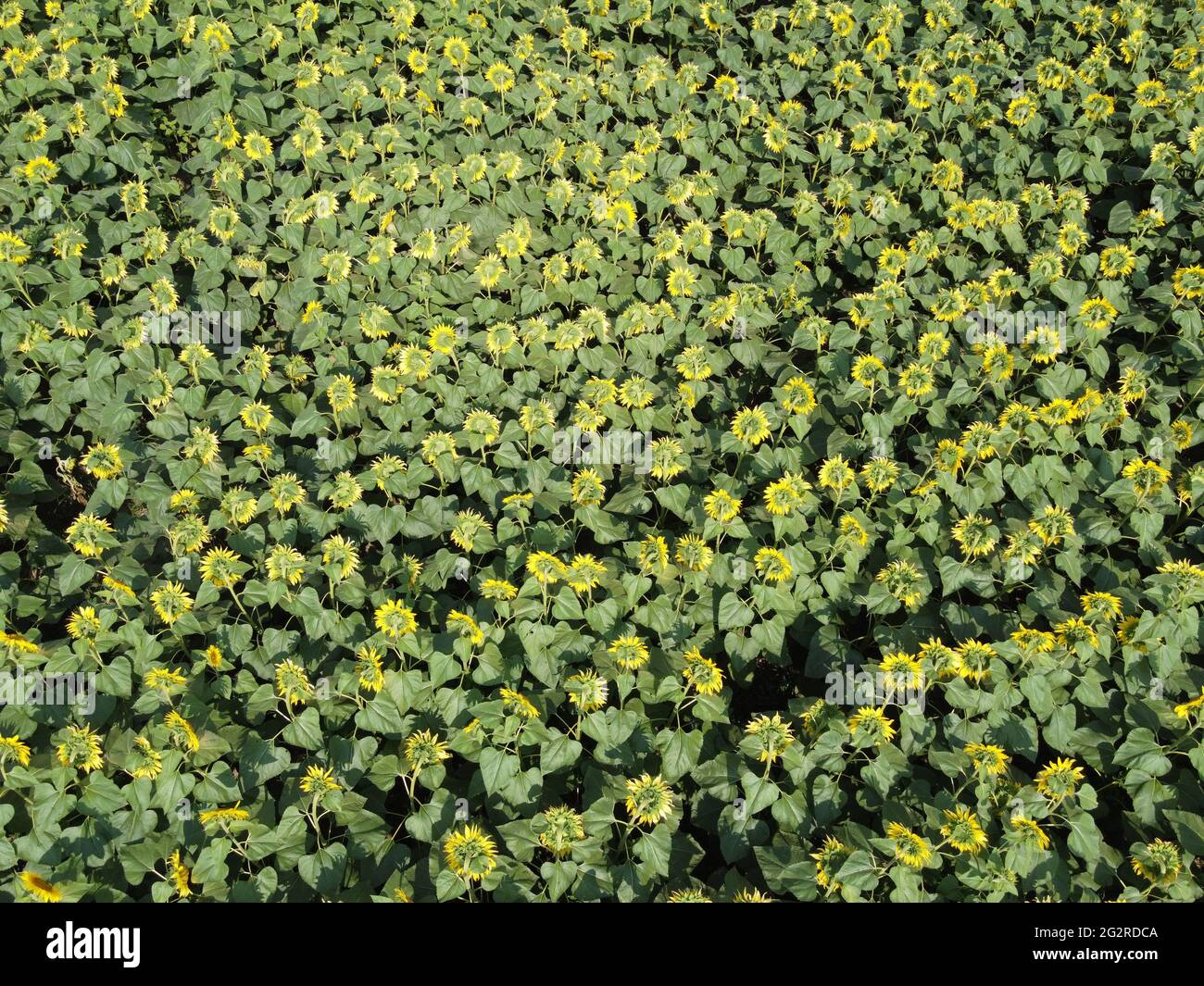 Sunflower field on a sunny day, aerial view. Farm field planted with ...