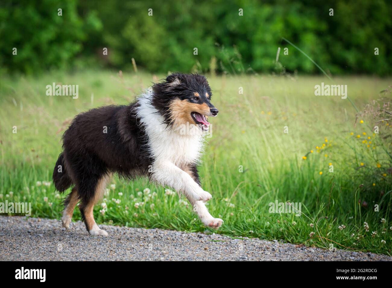 Young collie hi-res stock photography and images - Alamy