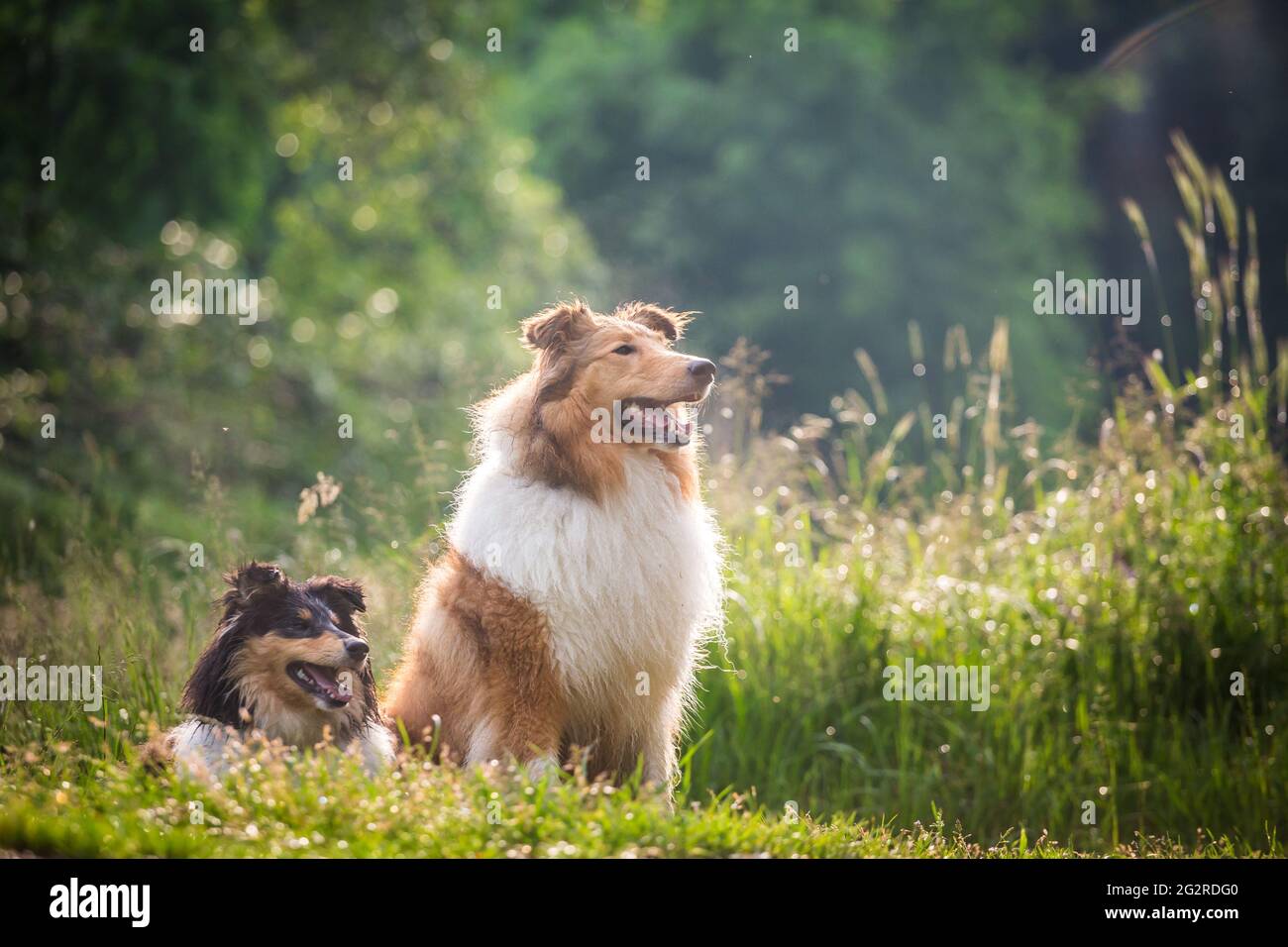 Two dogs, an American Collie (sable) and a british Collie puppy ...