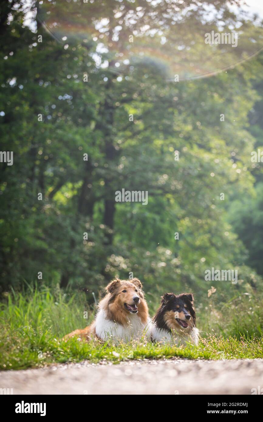 Two dogs, an American Collie (sable) and a british Collie puppy ...