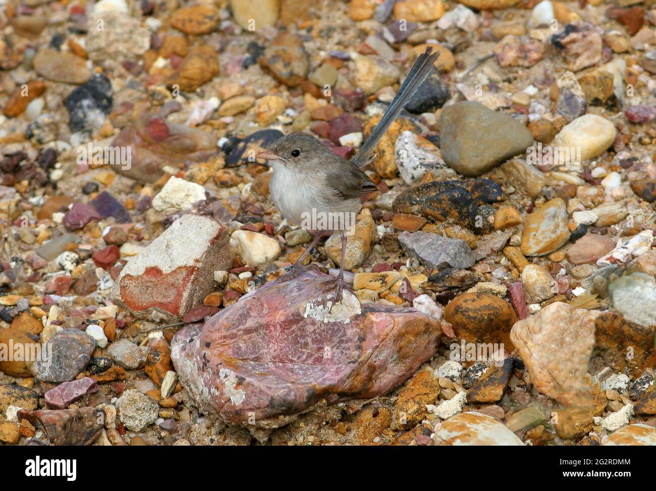 White-winged Fairy-wren (Malurus leucopterus leucopterus) female ...
