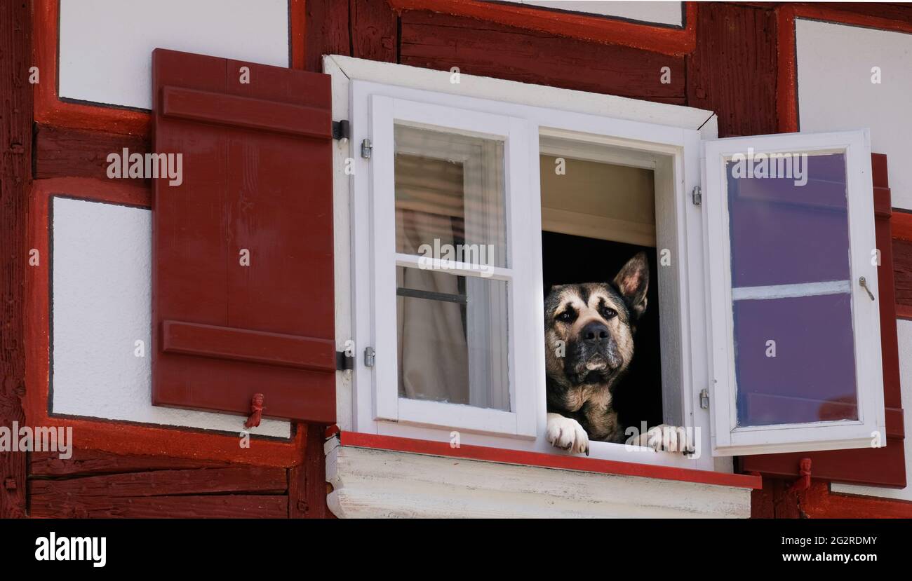 Dog looking out of window of a historic timber-framed house in Wolframs ...