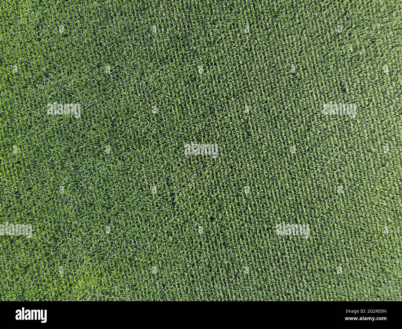 Extensive corn fields, top view. Green farm fields, landscape Stock ...