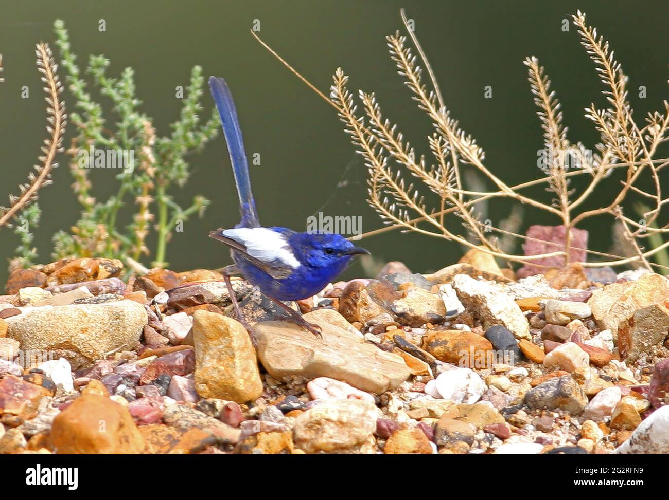 White-winged Fairy-wren (Malurus leucopterus leucopterus) male on stony ...