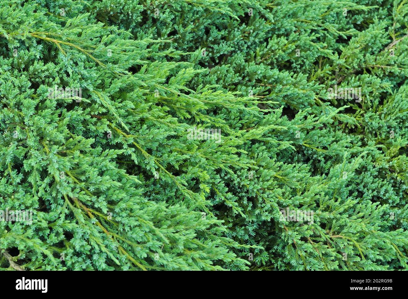 Evergreen spruce tree in the garden in summer wallpaper and background ...