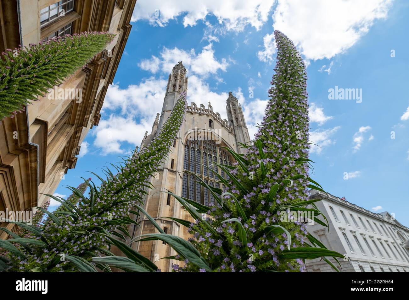 Giant vipers bugloss plants hi-res stock photography and images - Alamy