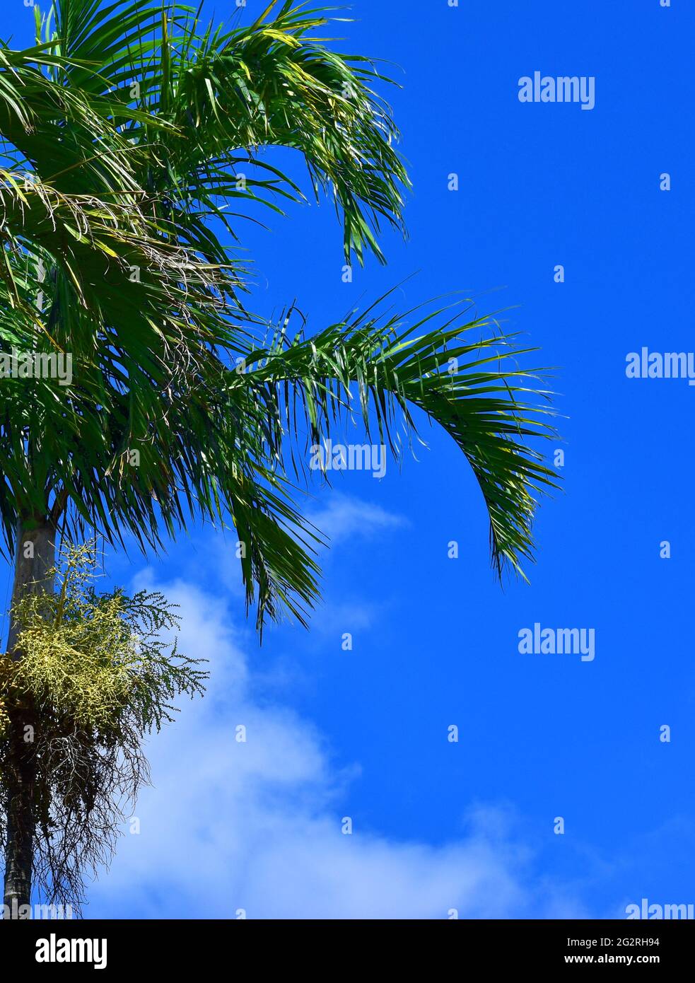 Palm tree portrait hi-res stock photography and images - Alamy