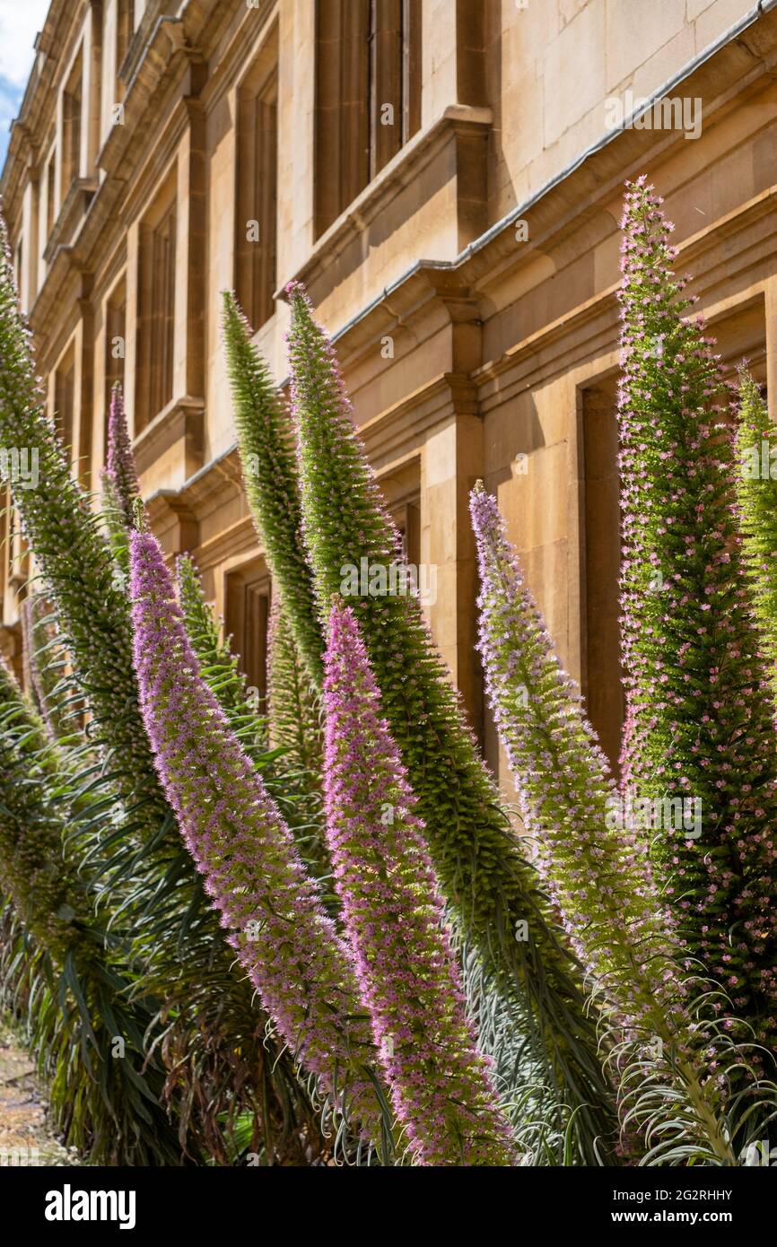 Echium plant pininana boraginaceae hi-res stock photography and images ...