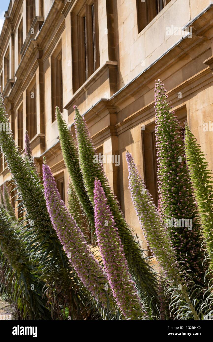 Echium Pininana, also known as Giant Viper's Bugloss or Tower of Jewels ...