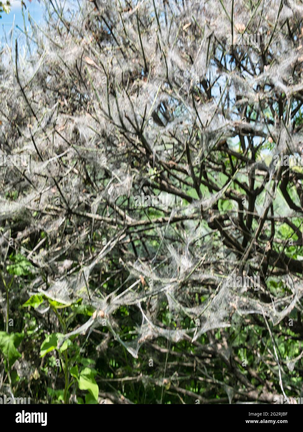 Ermine Moth defoliation of Hedge plants Stock Photo - Alamy