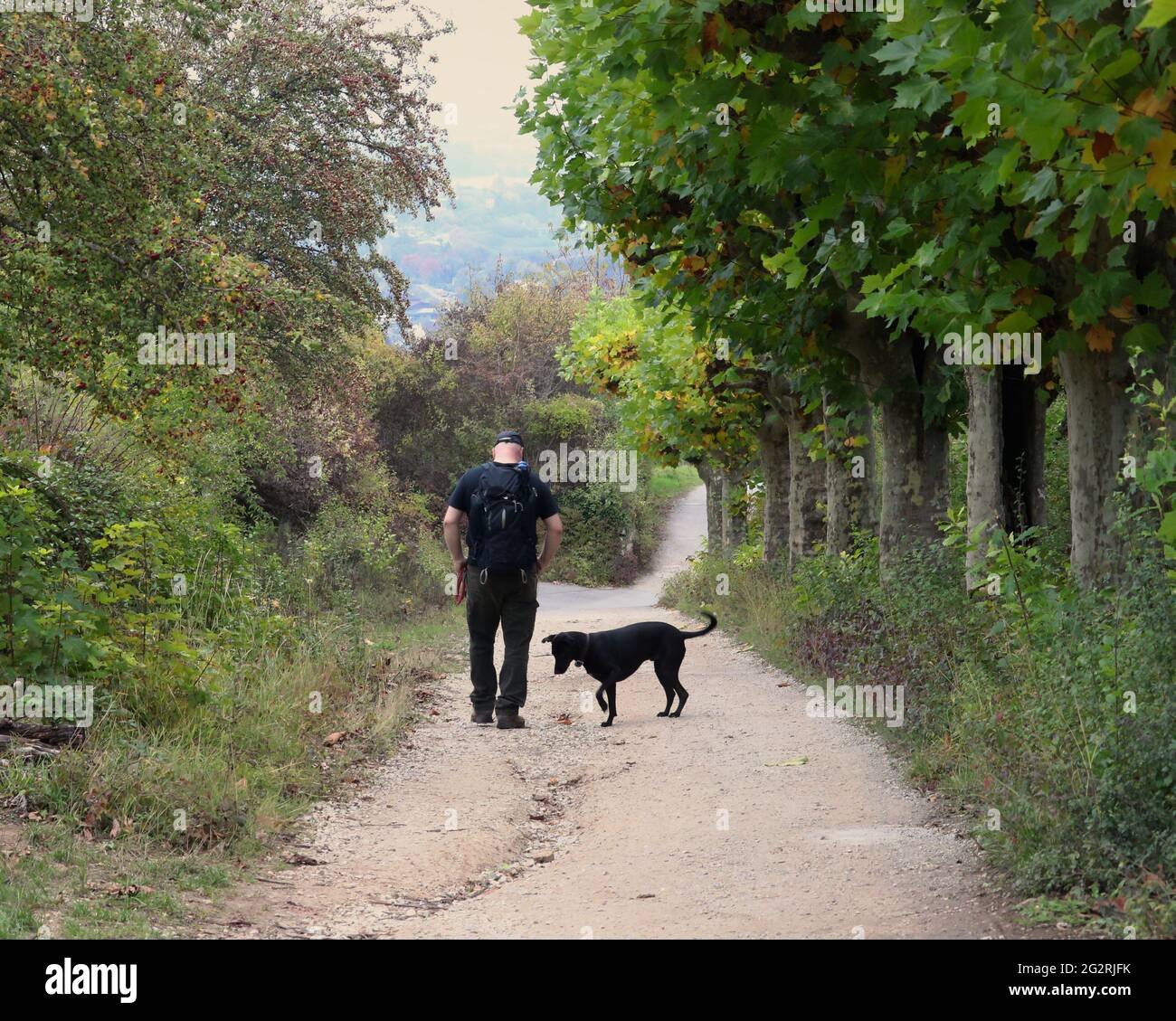 Man walking yellow labrador dog hi-res stock photography and images - Alamy