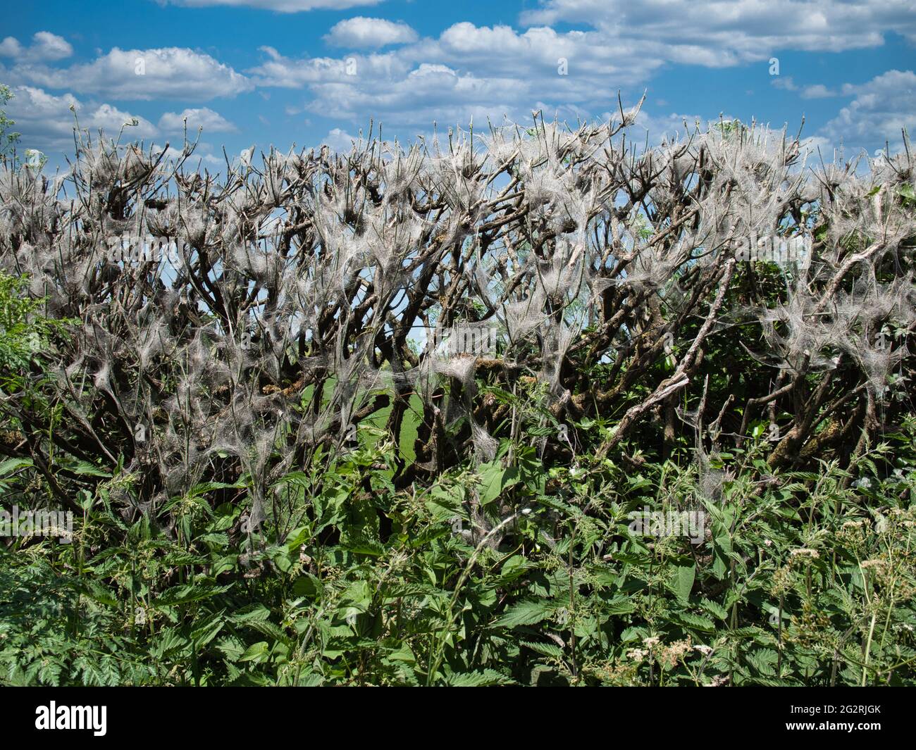 Ermine Moth defoliation of Hedge plants Stock Photo - Alamy