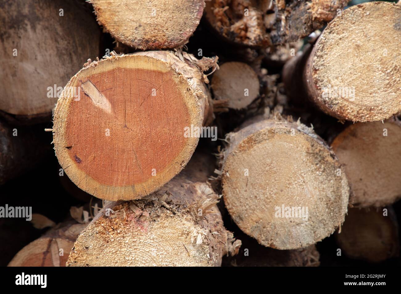 a beautiful picture of stacked tree logs, Trentino, Italy, detail Stock ...