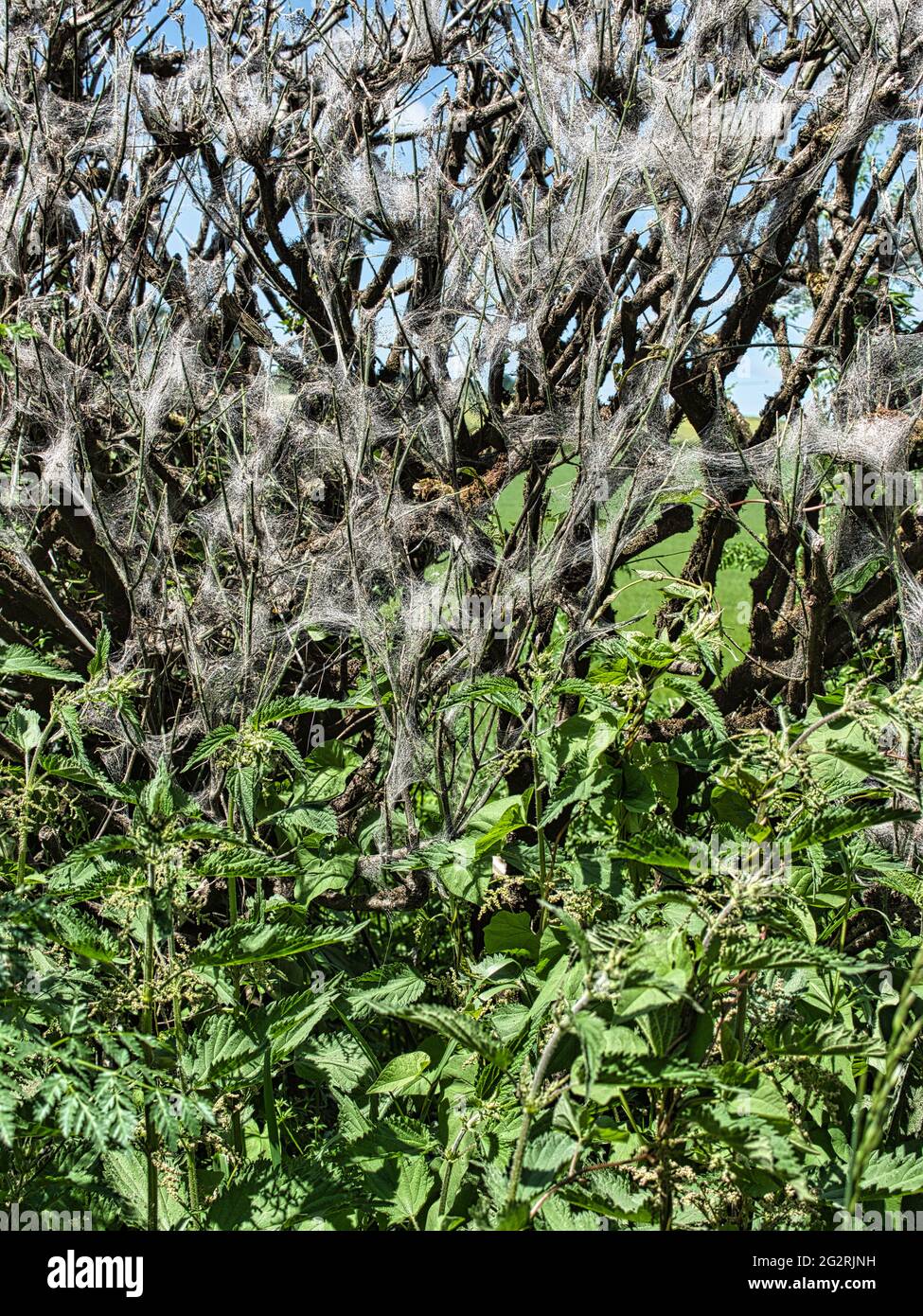Webs on hedge hi-res stock photography and images - Alamy