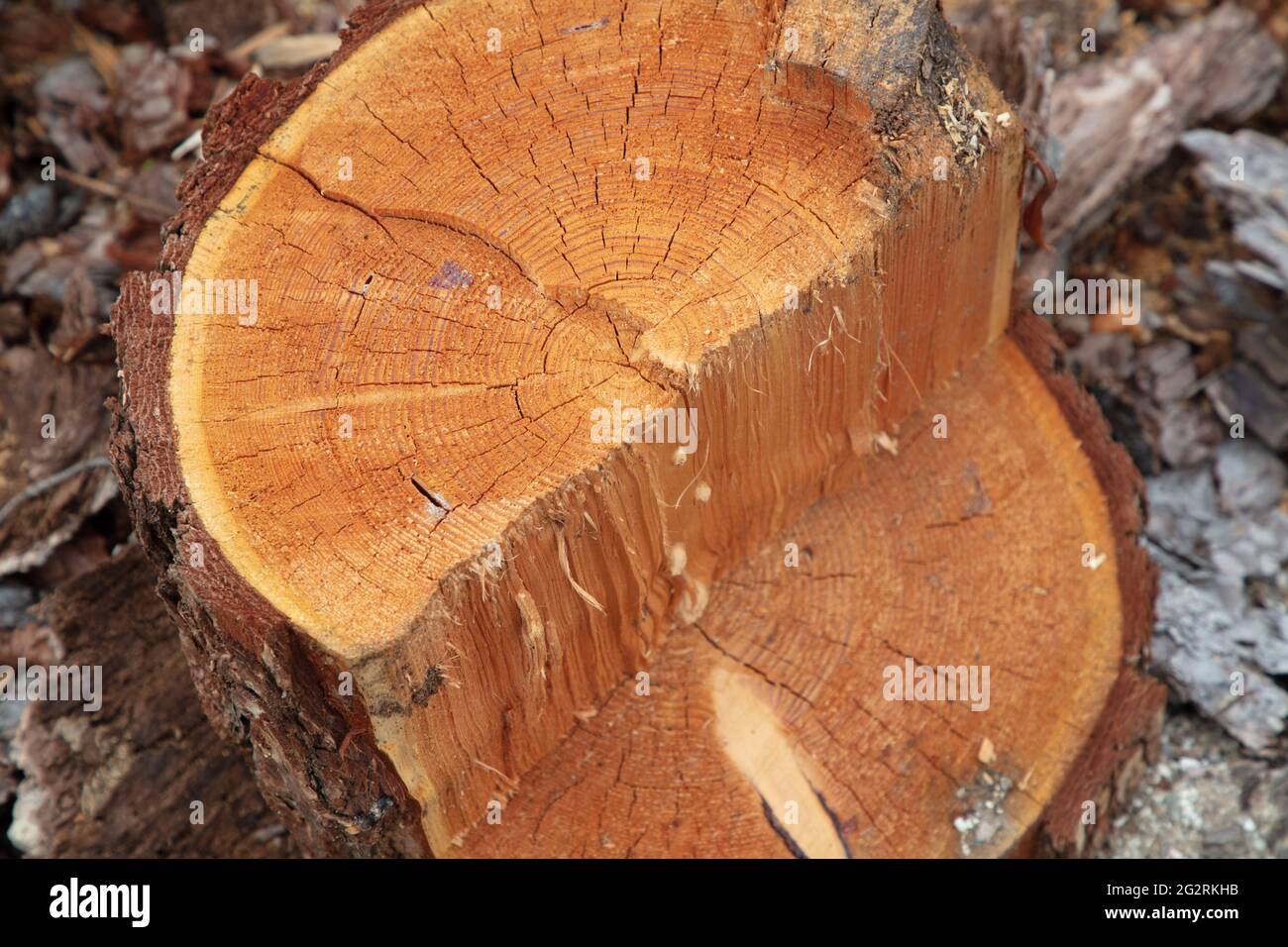 a cut log of wood, detail shot Stock Photo - Alamy