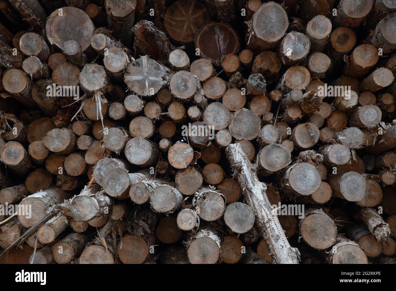 a beautiful picture of stacked tree logs, Trentino, Italy, detail Stock ...