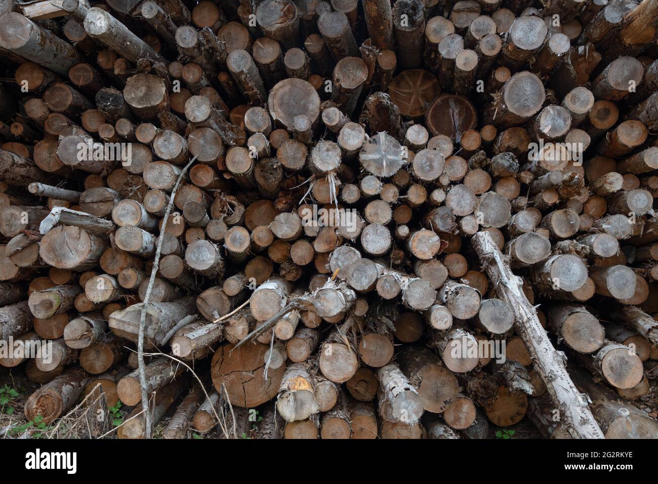 a beautiful picture of stacked tree logs, Trentino, Italy, detail Stock ...