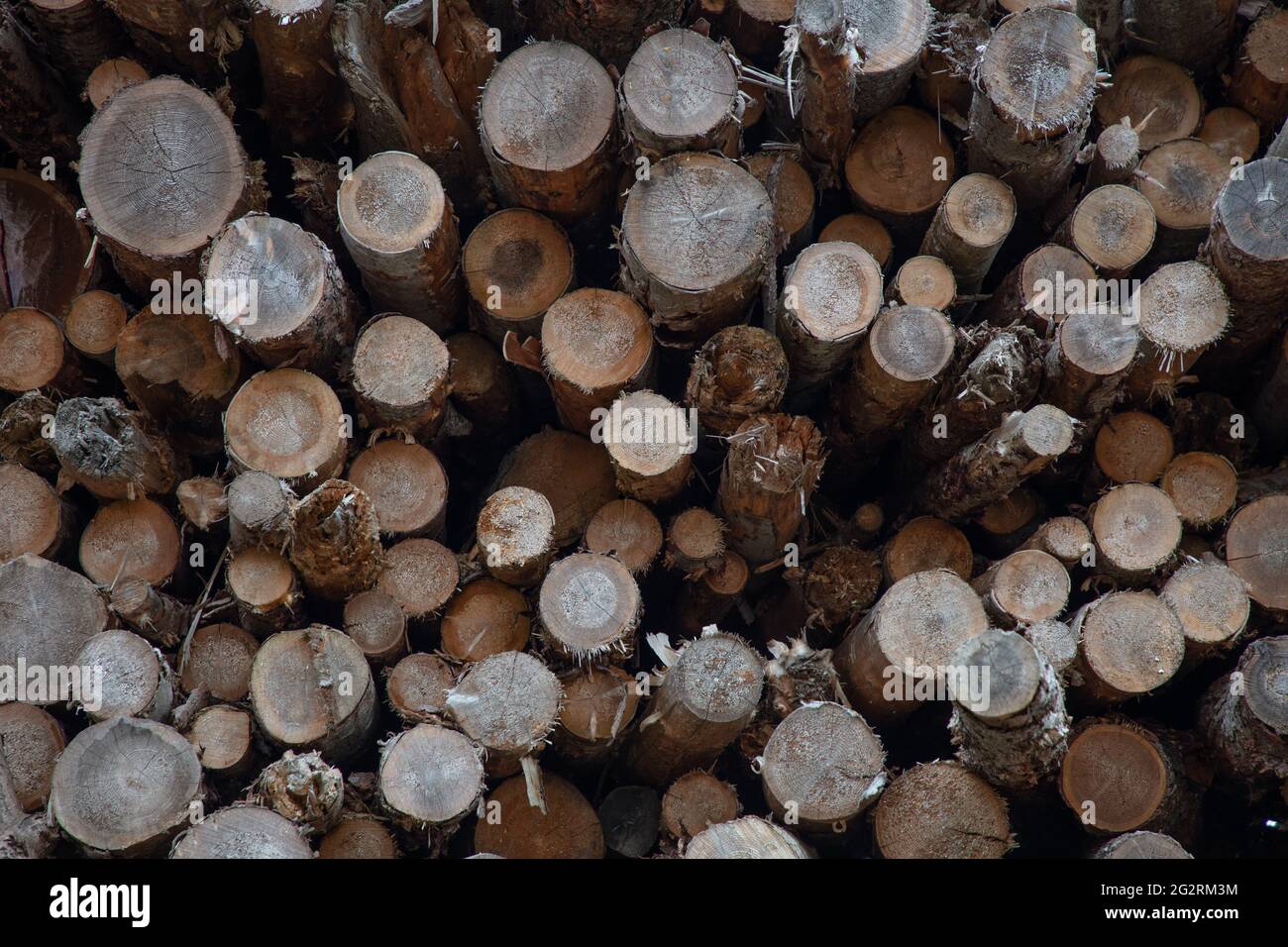 a beautiful picture of stacked tree logs, Trentino, Italy, detail Stock ...