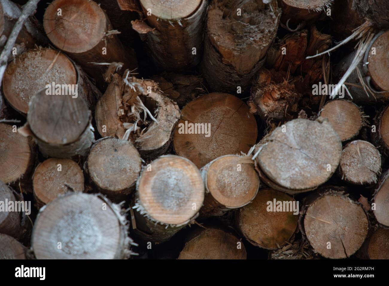 a beautiful picture of stacked tree logs, Trentino, Italy, detail Stock ...
