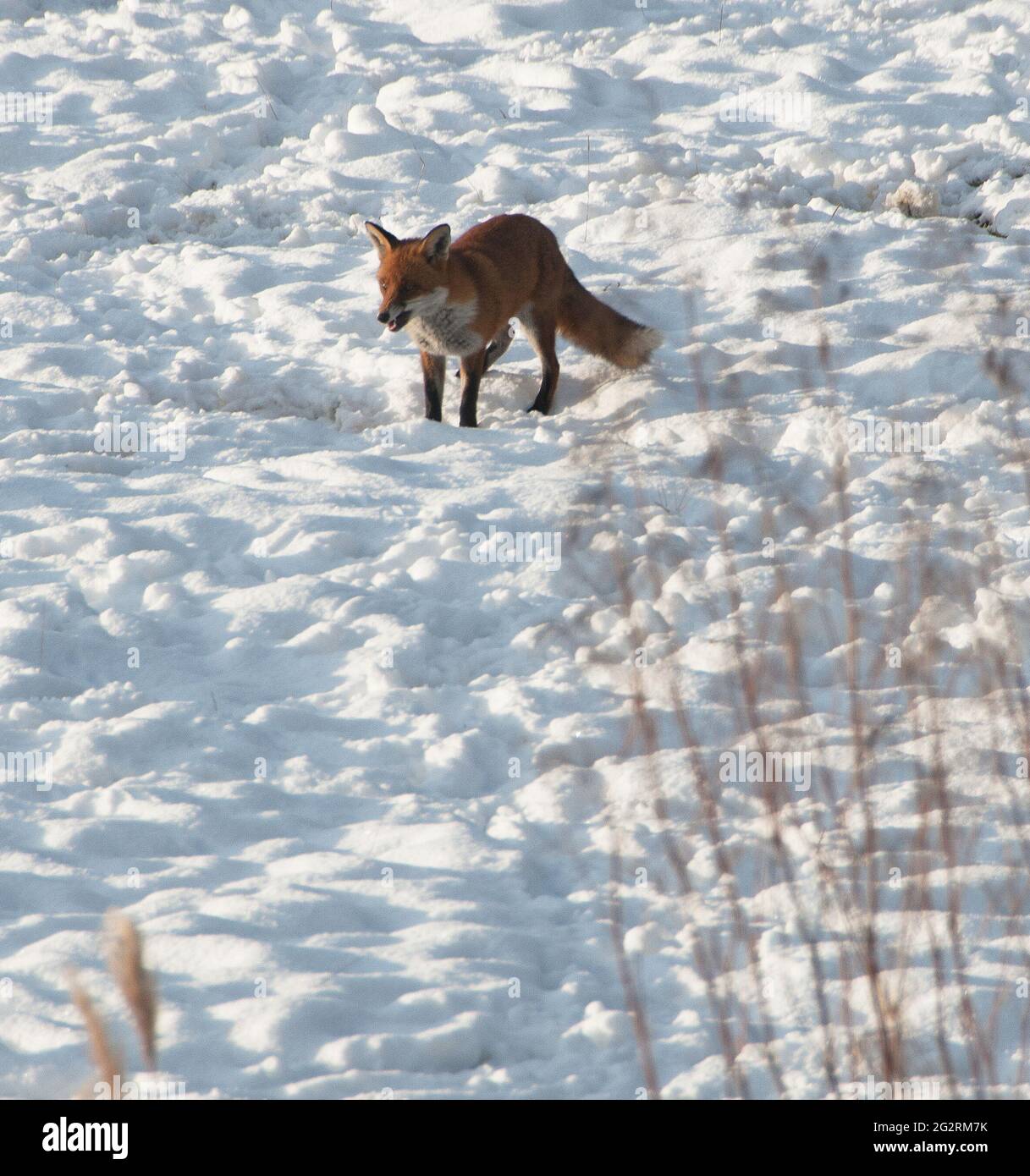 Fox in a field hi-res stock photography and images - Alamy