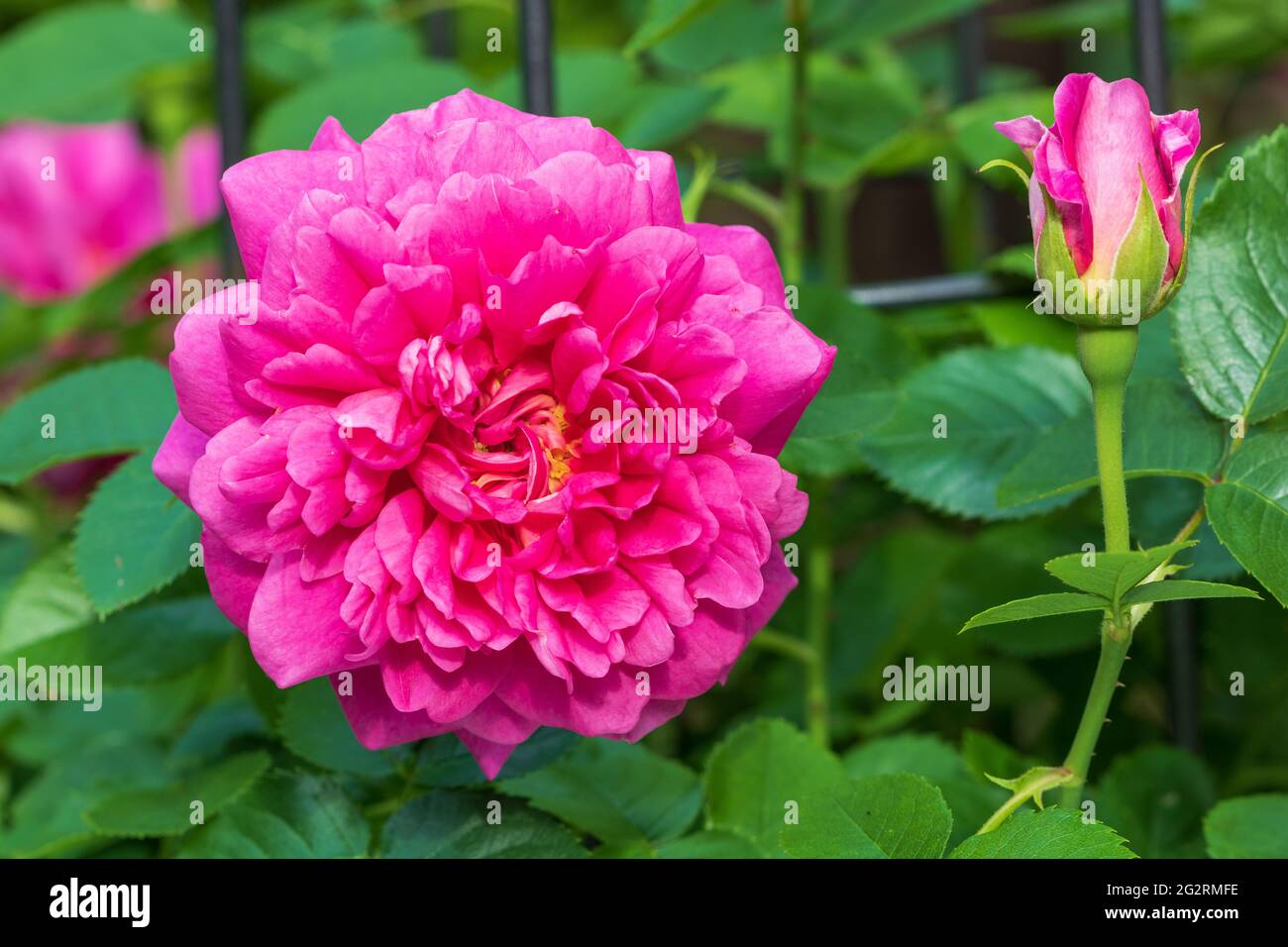 Pink princess hi-res stock photography and images - Alamy