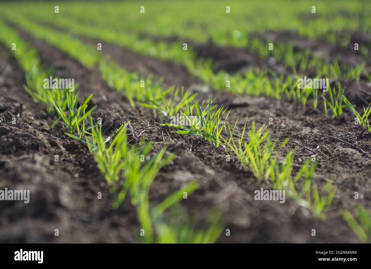 Sown field in the Argentine countryside, Pampas province, Patagonia ...