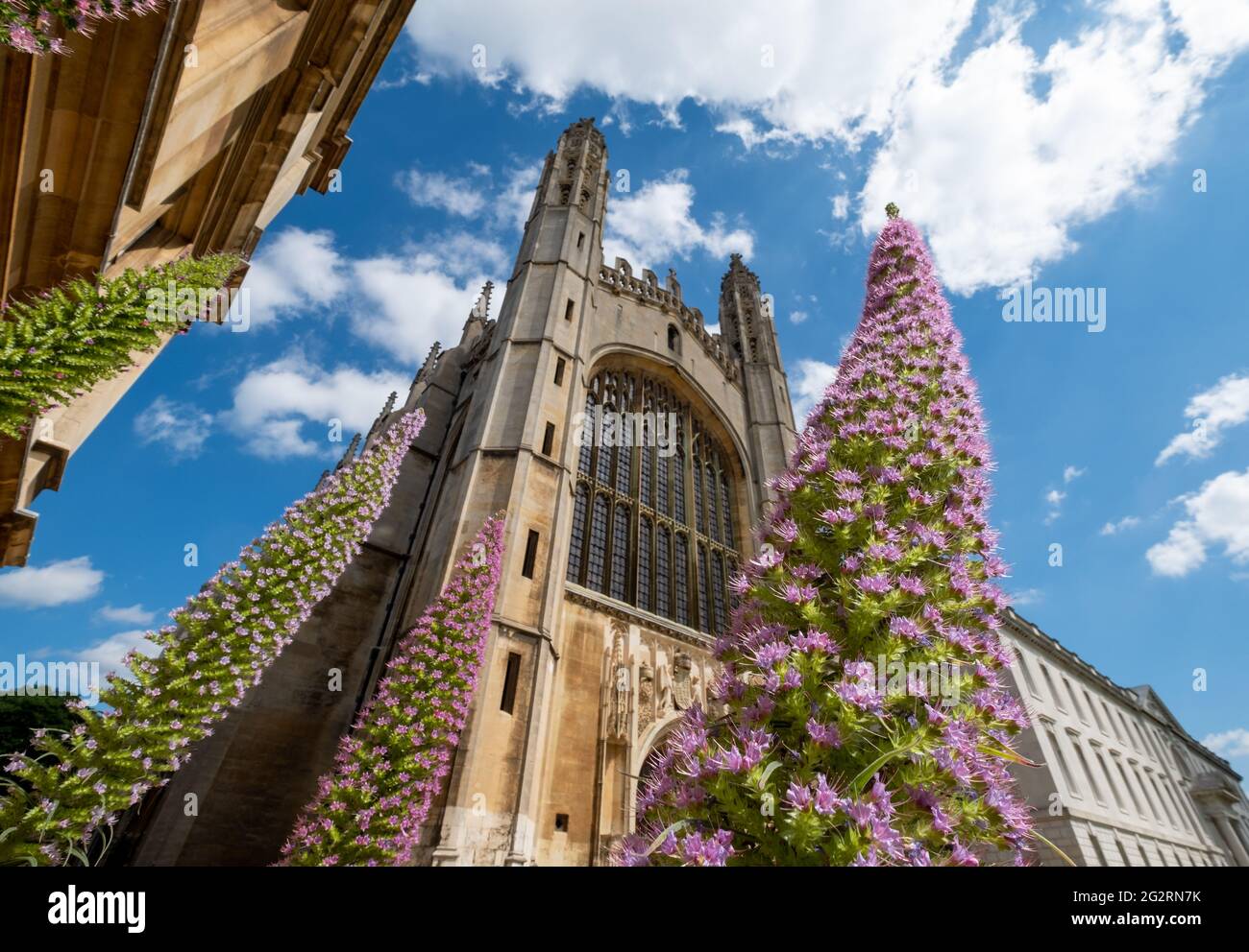 Giant vipers bugloss plants hi-res stock photography and images - Alamy