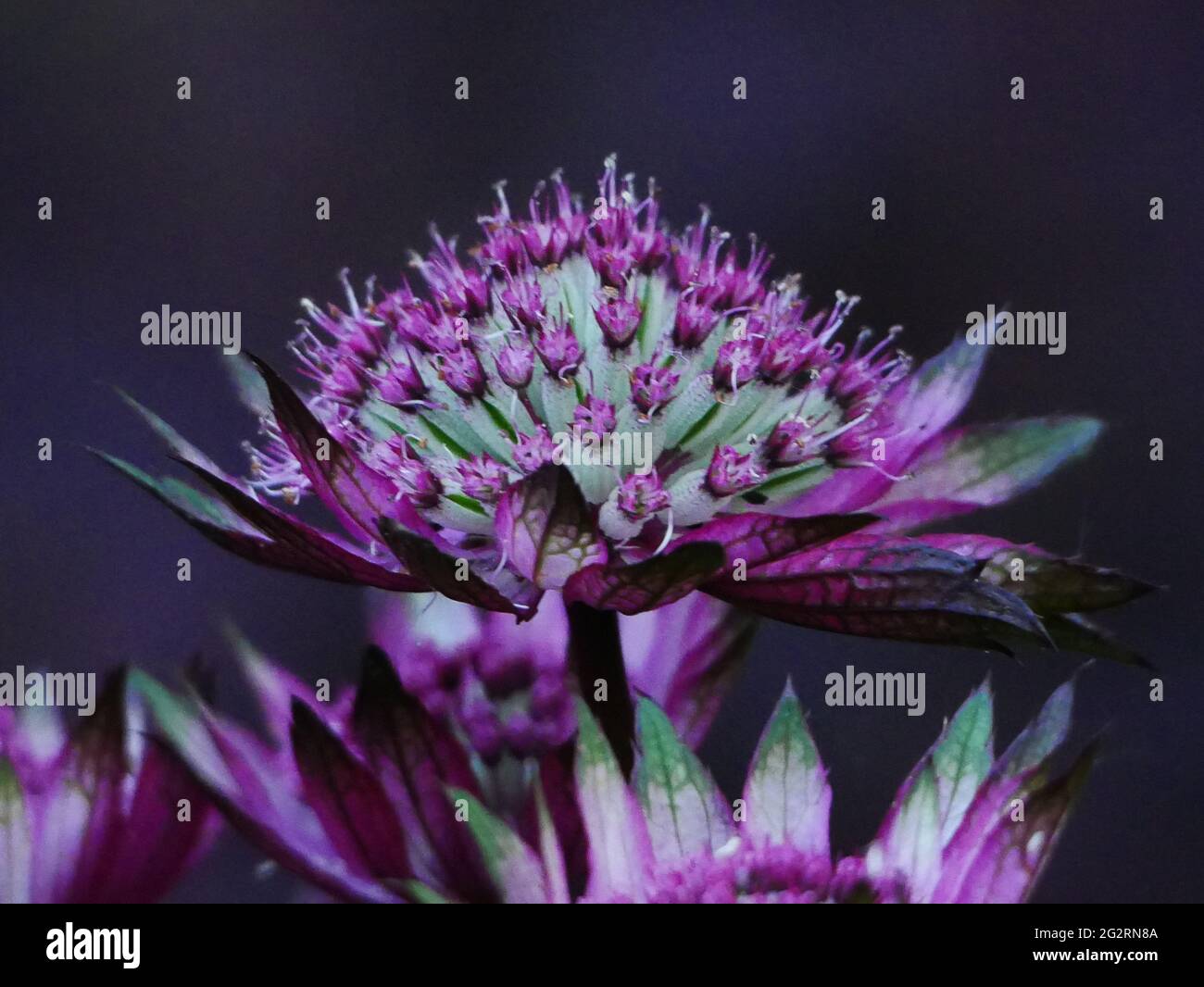 Pink astrantia flower against dark purple background Stock Photo - Alamy