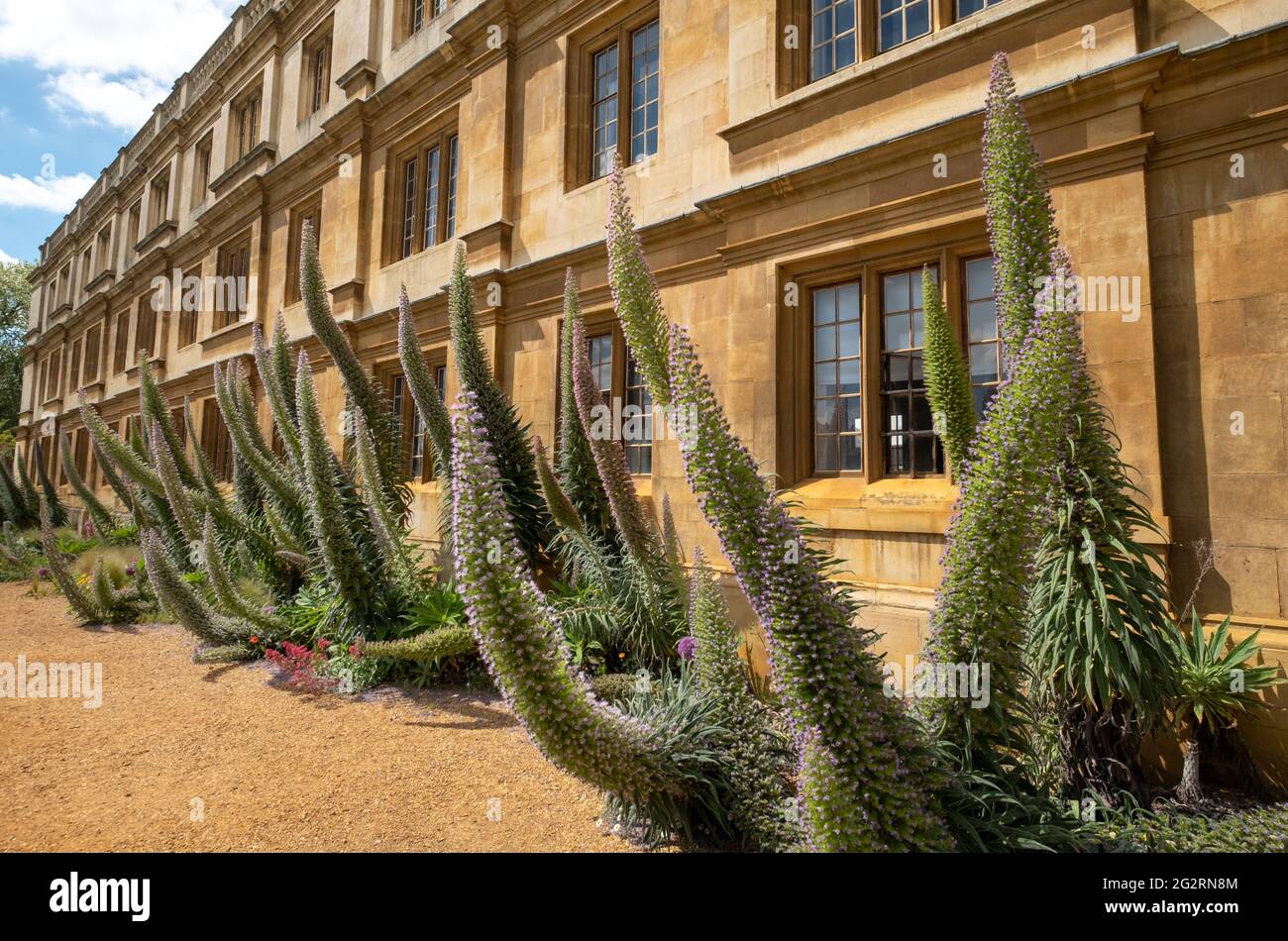 Giant vipers bugloss tree echium hi-res stock photography and images ...