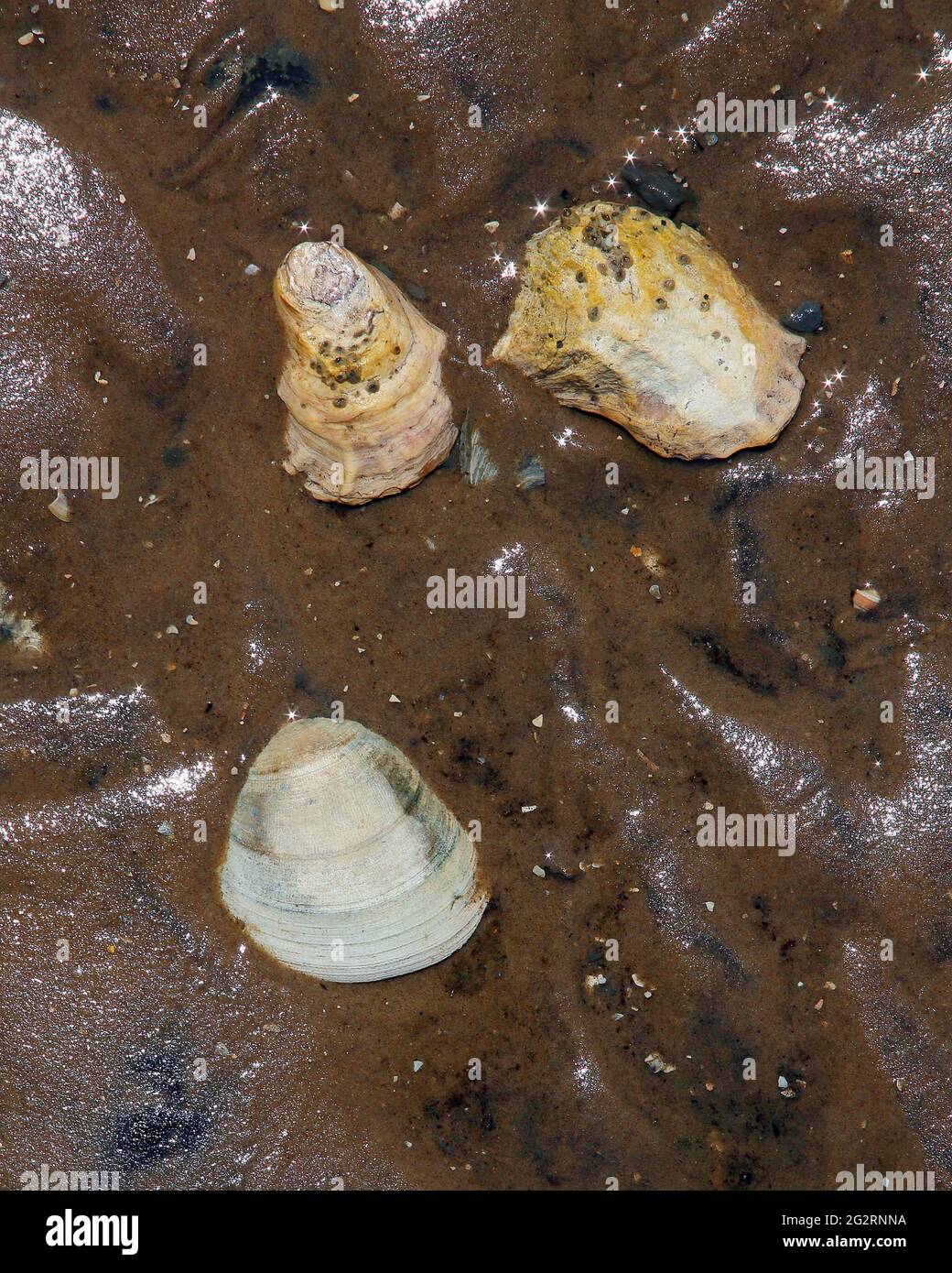 Three sea shells on wet beach sand Stock Photo - Alamy